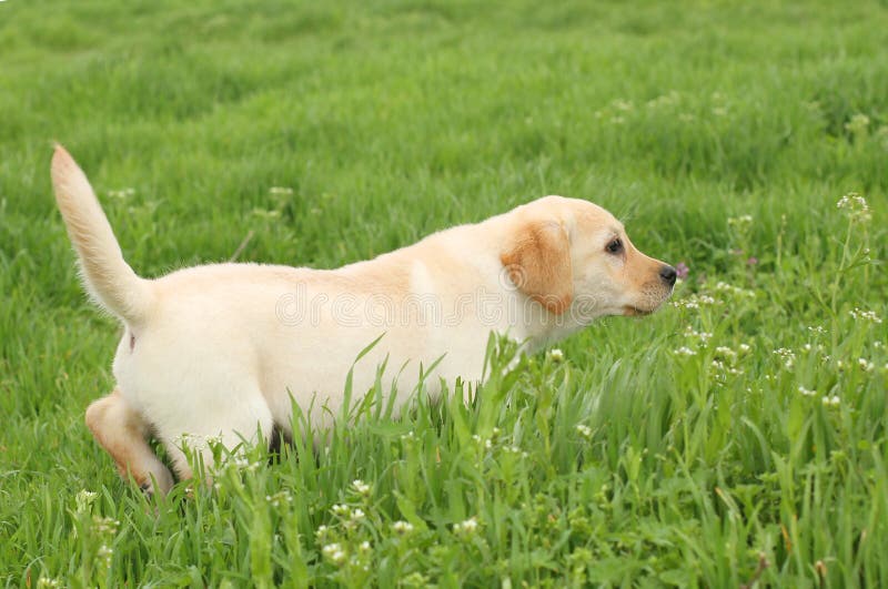 Nice Yellow Labrador Puppy Running in Green Grass Stock Photo - Image ...