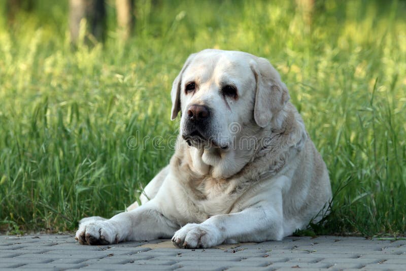 A Nice Yellow Labrador Retriever in Summer Close Up Stock Photo - Image ...