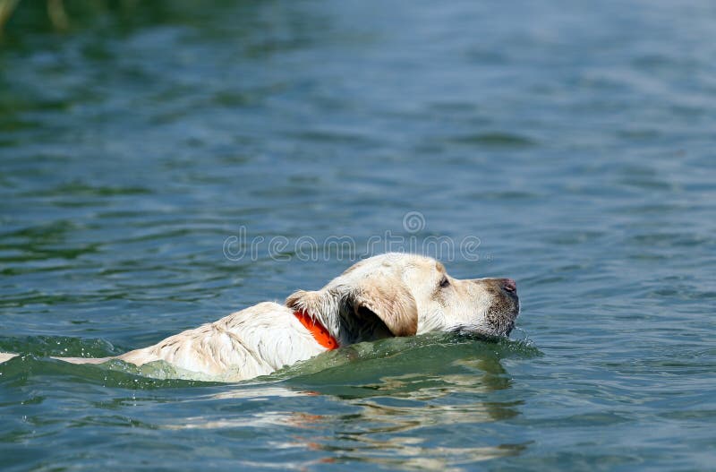 A Nice Yellow Labrador Retriever in Summer Swimming Stock Image - Image ...