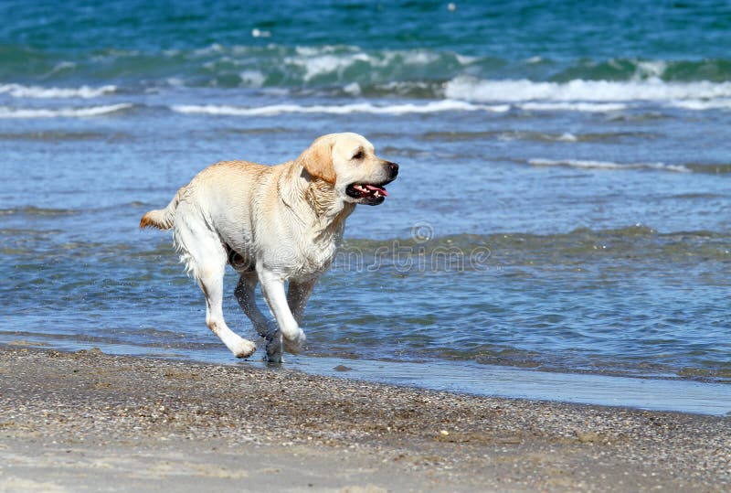 Nice Yellow Labrador Running in the Sea Stock Photo - Image of ...