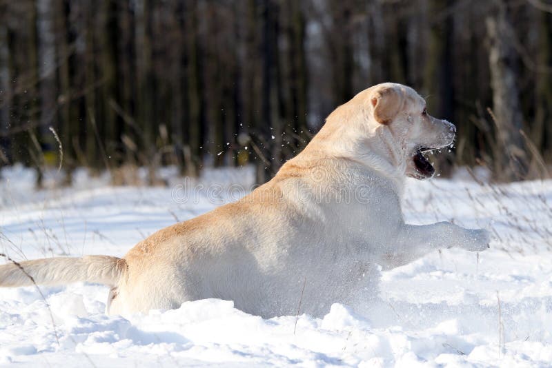 The Nice Yellow Labrador in Winter in Snow Stock Image - Image of snow ...