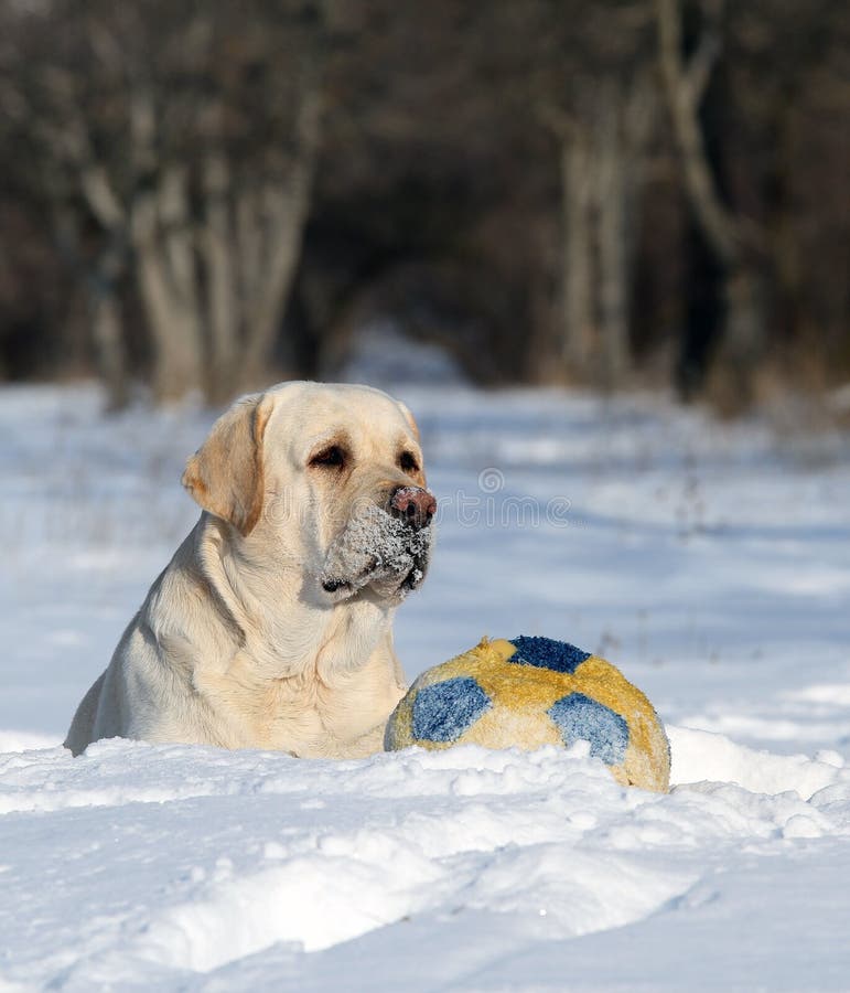 The Nice Yellow Labrador in Winter in Snow with a Ball Stock Photo ...