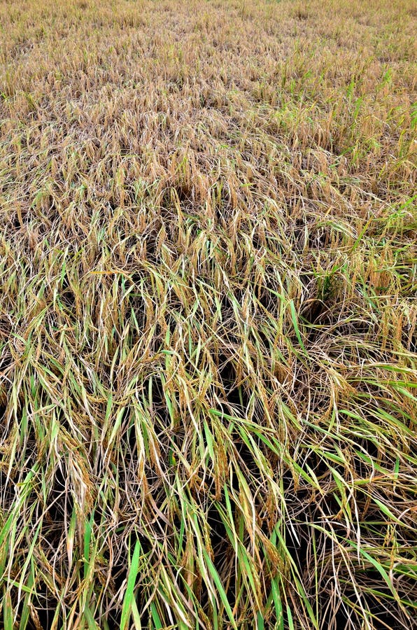 Nice Yellow Rice for Harvest Stock Photo - Image of time, botany: 28793344