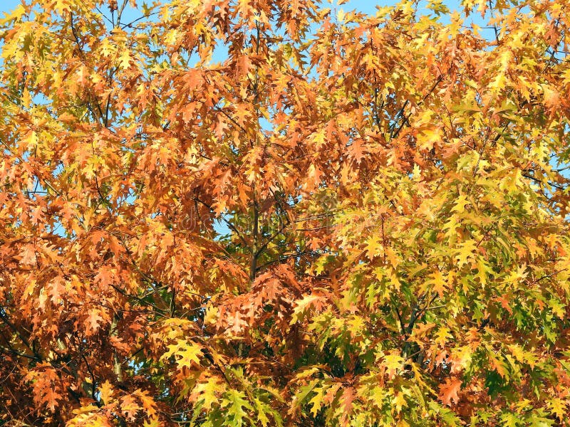 Beautiful Yellow Oak Tree Branches, Lithuania Stock Image - Image of ...