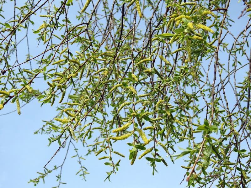 Yellow Willow Tree In Sun Rays In Fall In The Park Stock Photo - Image ...