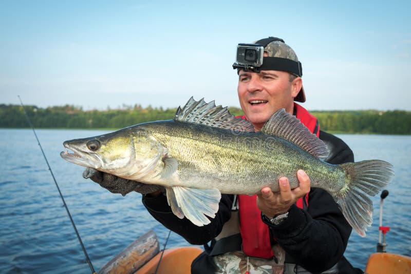 Nice zander from the lake stock photo. Image of happy - 167689326