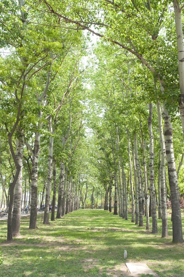 Nicely Decorated Rows of Trees Stock Photo - Image of tree, grass: 15363932