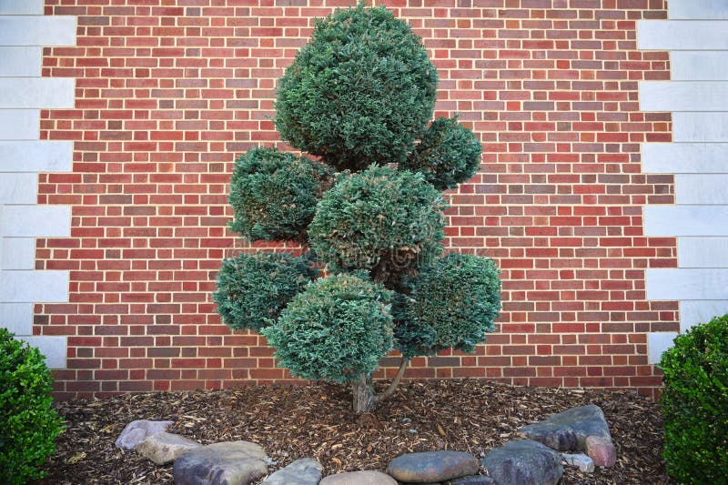 Puffy Shrub stock image. Image of bush, manicured, puffy - 219041011