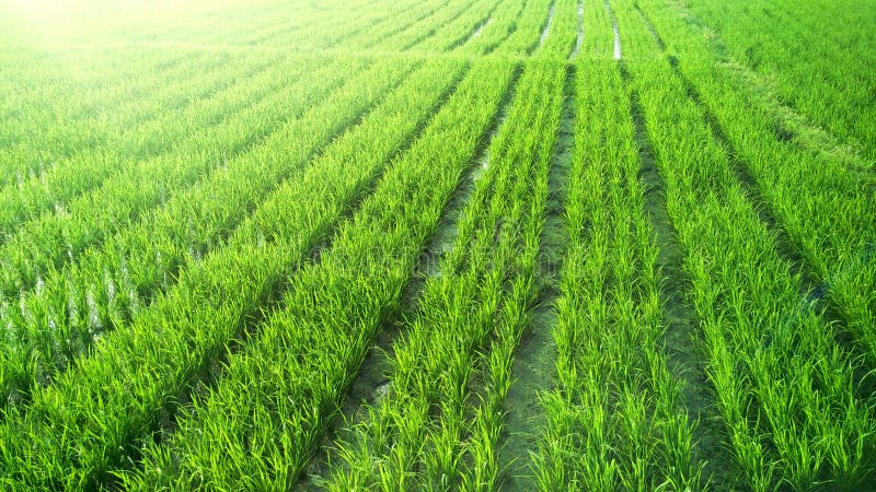 Nicely Organized Rows of a Rice Field Stock Photo - Image of paddy ...