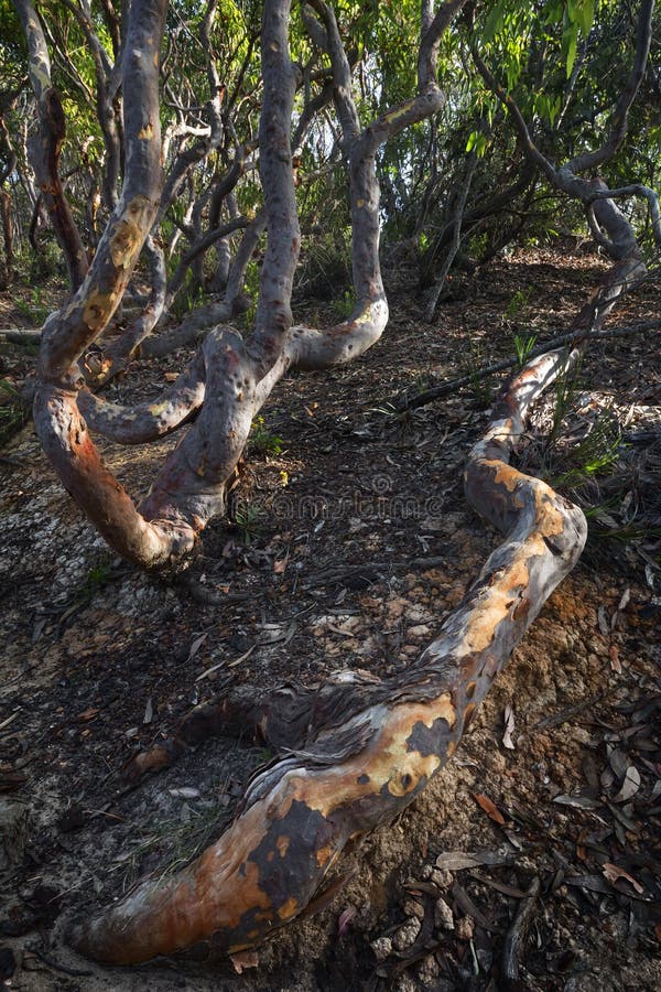 Nicely Shaped Chestnut Tree in Full Bloom on Meadow in Spring Landscape ...
