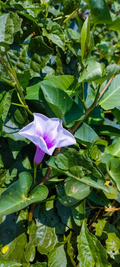 Nicely White Flower Part Five Stock Image - Image of white, five: 293508809