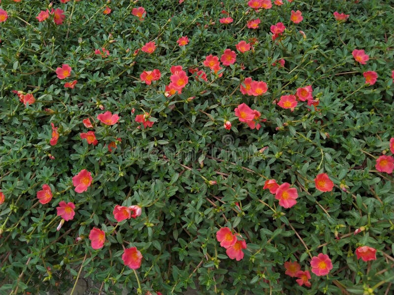 Nich, Beautiful, Cute, Best Stock Photo - Image of besy, beautiful ...