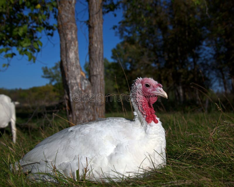 Nicholas White Turkey Resting Outside Stock Image - Image of grass ...