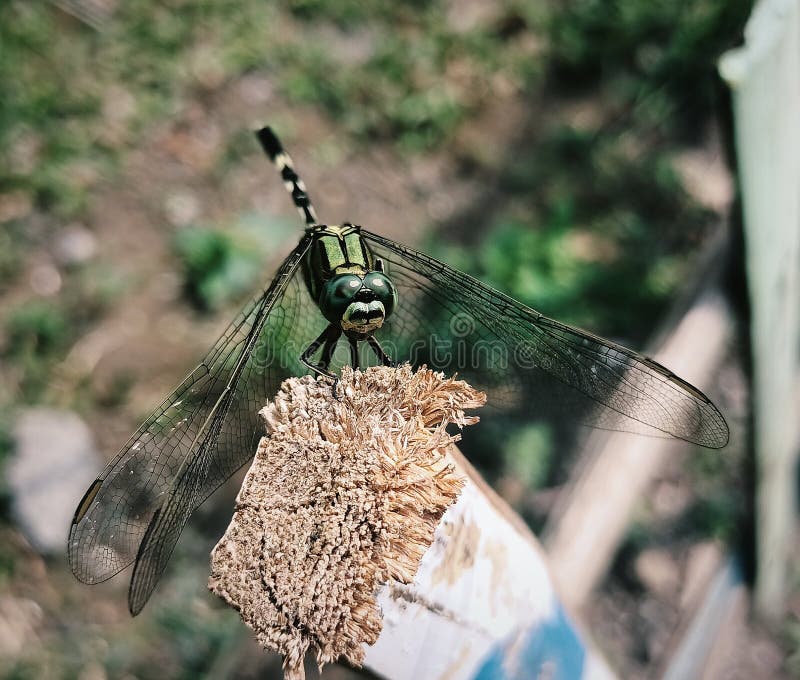 Nicknamed the Army Dragonfly because it Has the Same Color As the ...