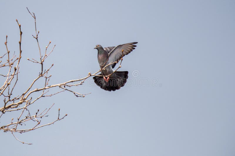 ?nico voo do pombo no ar imagem de stock. Imagem de mosca - 145819047