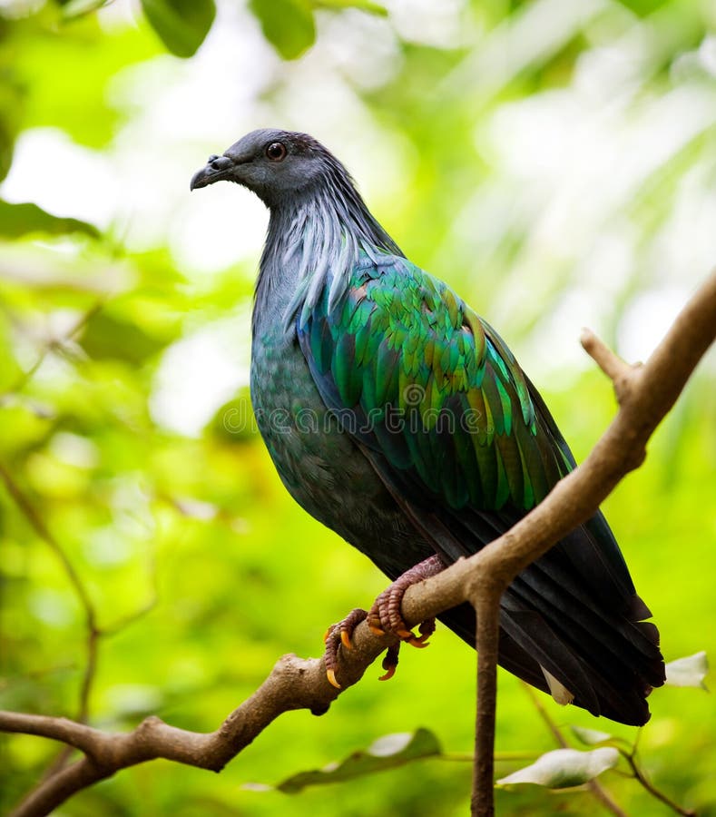 Nicobar pigeon stock image. Image of nicobar, malaysia - 10729843