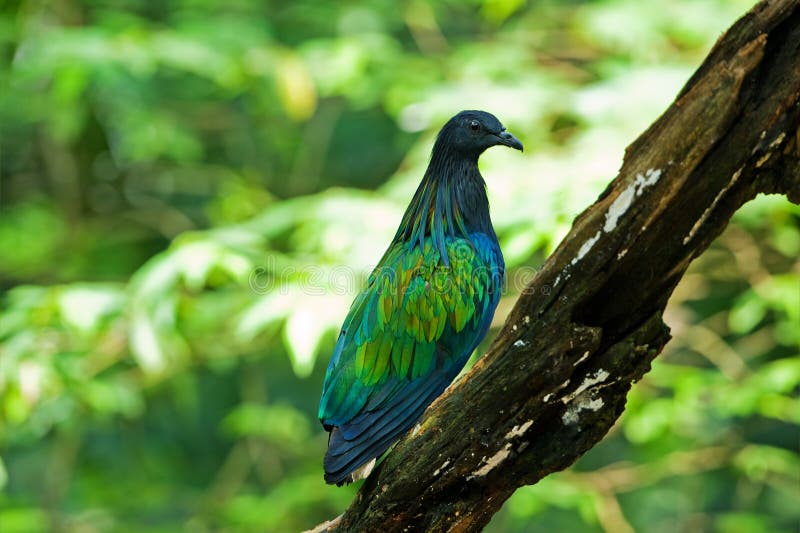 Nicobar Pigeon stock photo. Image of nicobar, closeup - 27472138