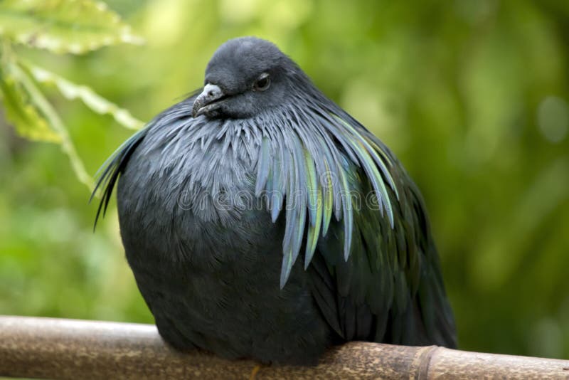 The Nicobar Pigeon Has Shiny Feathers when the Light Catches it. the ...
