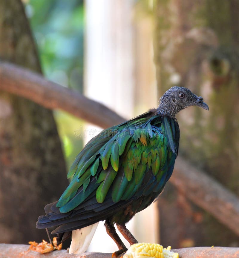 Nicobar pigeon stock image. Image of dove, wing, plumage - 61786887