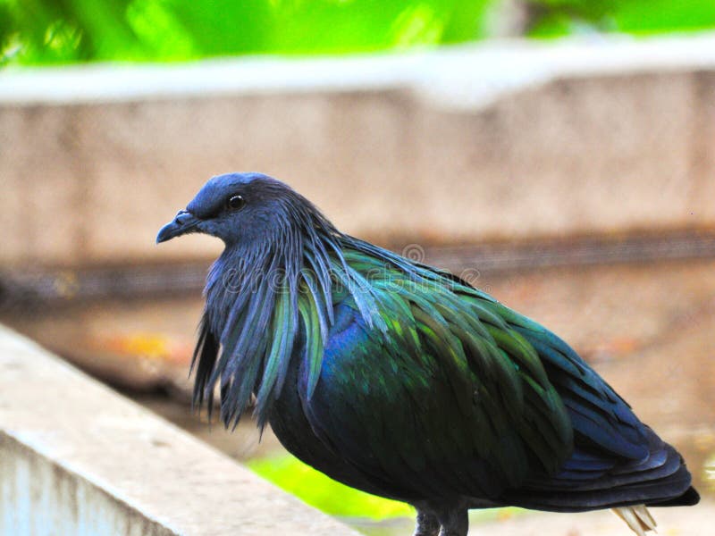 Nicobar pigeon stock photo. Image of caruncle, crest - 61016446