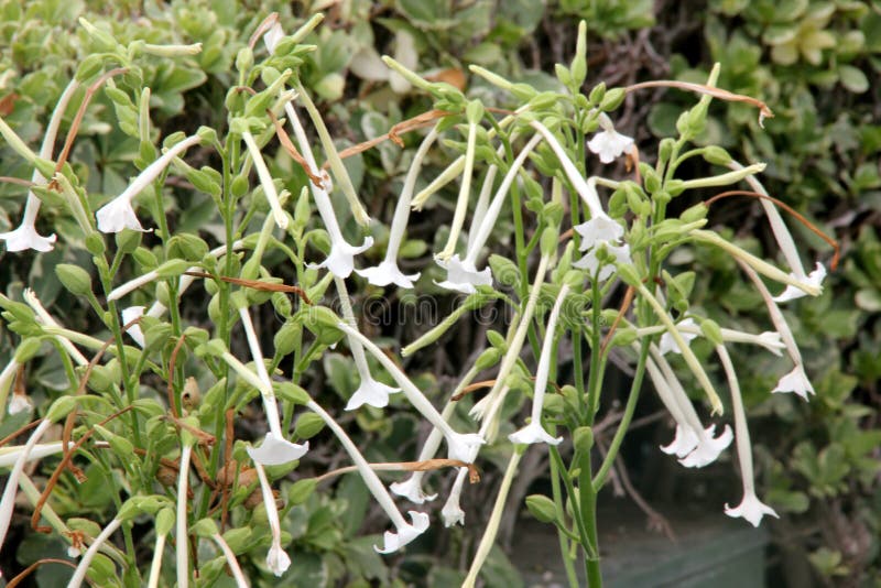 Nicotiana Sylvestris, Woodland Tobacco Stock Image - Image of drooping ... Nicotiana Sylvestris, Woodland Tobacco Stock Image - Image of drooping ...