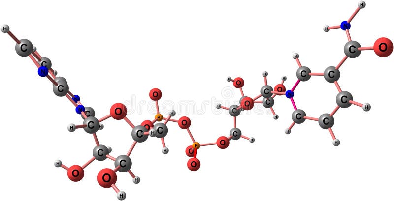 Nicotinamide Adenine Dinucleotide Molecular Structure Isolated on White ... Nicotinamide Adenine Dinucleotide Molecular Structure Isolated on White ...