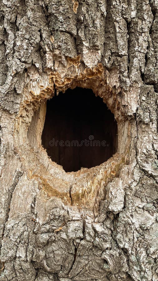 Nid D'oiseau Dans Le Tronc D'arbre Creux Image stock - Image du nichoir ...