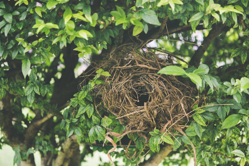 Nid D'oiseaux Dans L'arbre Vide Image stock - Image du nature, vide ...