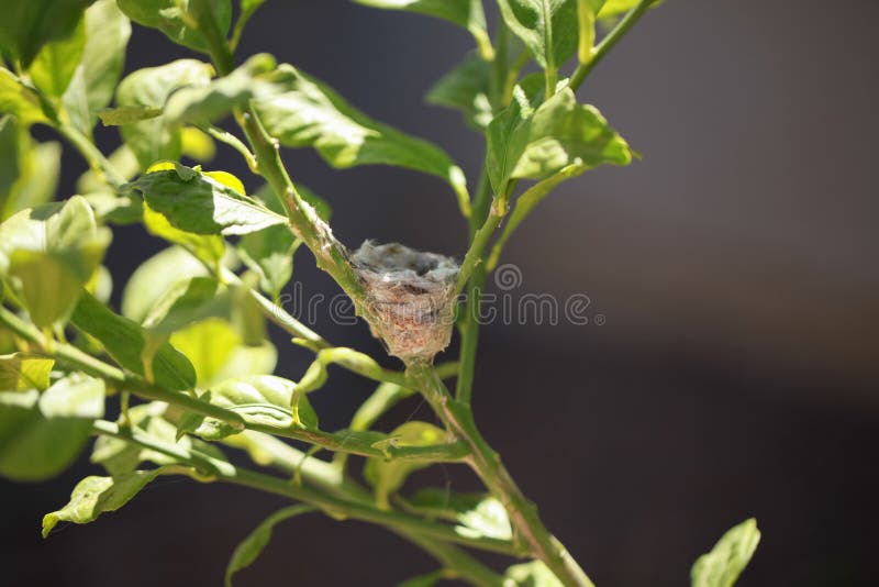 Nid de colibri avec l'oeuf photo stock. Image du oiseau - 42787622
