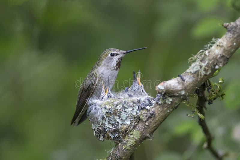 Nid de colibri annas image stock. Image du colibri, vancouver - 184266999