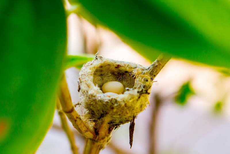 Nid De Colibri Avec Des Oeufs Image stock - Image du formé, oeufs: 78237195