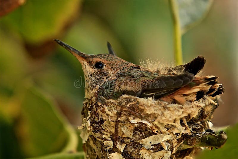 Nid de colibris image stock. Image du minuscule, chéri - 114449401
