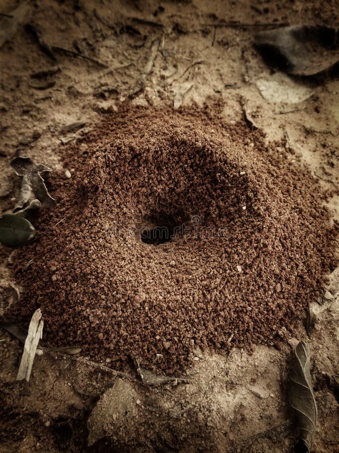 Nid De Fourmi Sur L'herbe Verte Au Parc Image stock - Image du ...