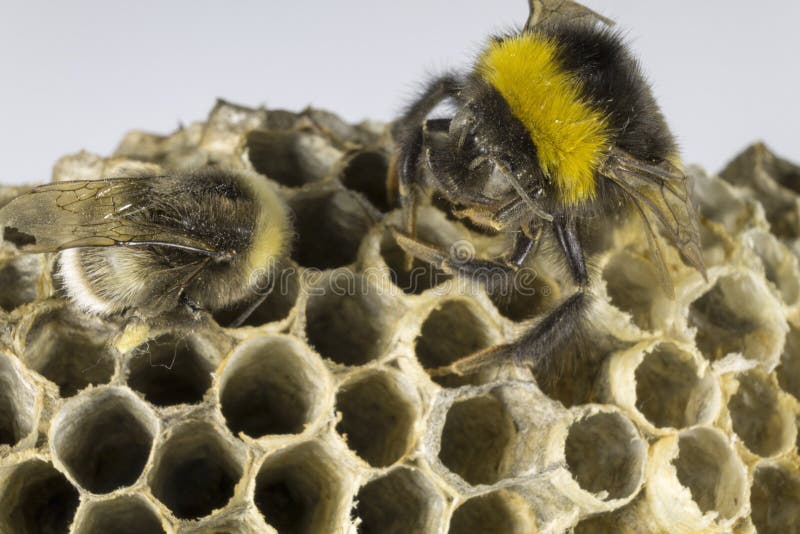 Nid Du ` S De Bourdon Et De Frelon Image stock - Image du velu, piqûre ...