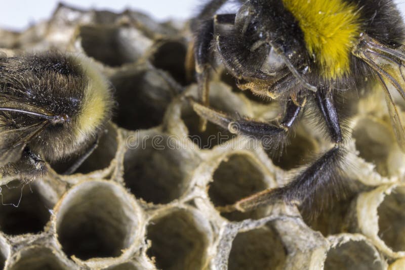 Nid Du ` S De Bourdon Et De Frelon Image stock - Image du velu, piqûre ...