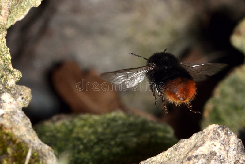 Nid de bourdon photo stock. Image du bourdon, nature - 39565346