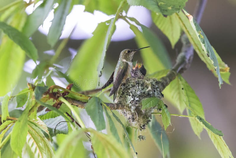 Oeuf De Colibri Dans Son Nid Photo stock - Image du oeuf, normal: 88794068