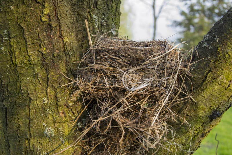 Grand Nid Sur L'arbre, Botswana, Afrique Photo stock - Image du delta ...