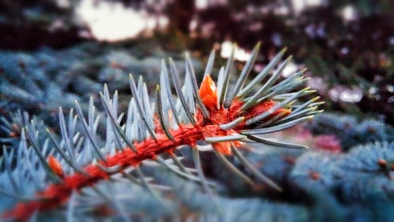 Niddle stock image. Image of niddle, flex2 - 115074347