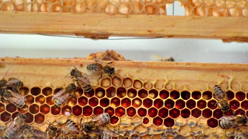 Nidi, api e miele archivi video. Video di raccolga, esagono - 54600597