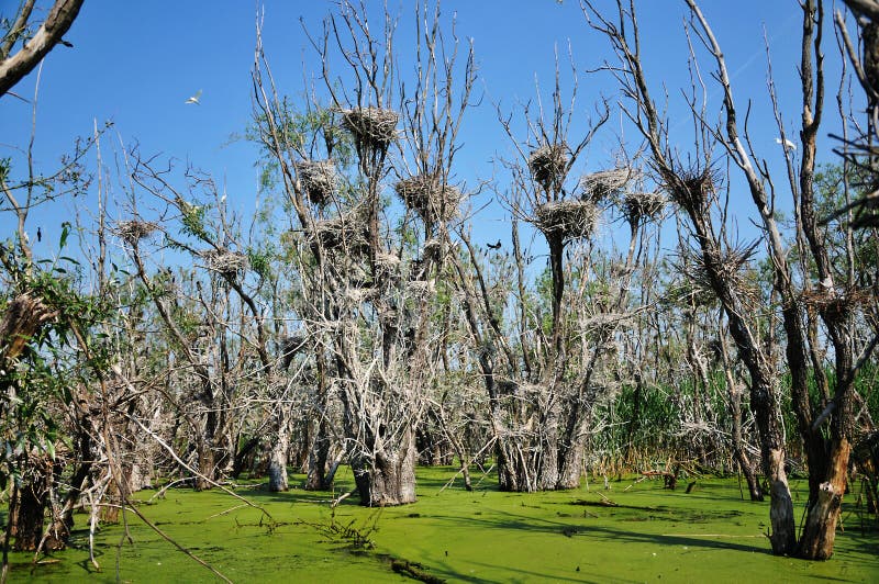 Nidi degli uccelli fotografia stock. Immagine di lifestyle - 19943974