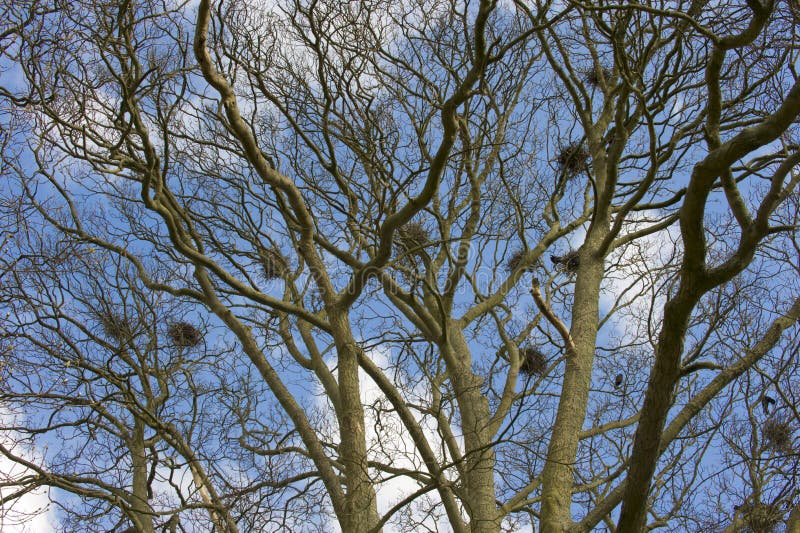 Nidi degli uccelli fotografia stock. Immagine di alberi - 4885820