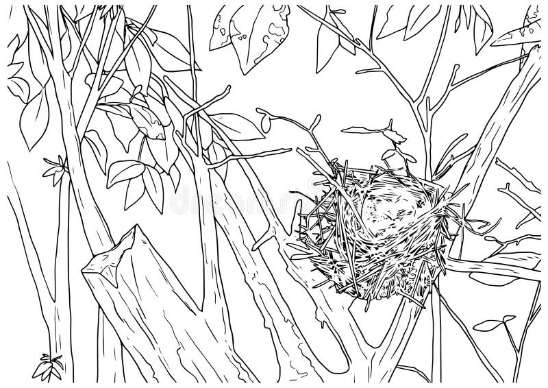 Vector Drawing of a Nest in the Tree in Black and White Stock Vector ...
