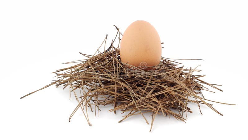 Nido fotografia stock. Immagine di pollo, pino, vita, nave - 7074860