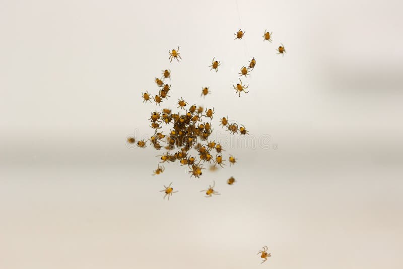 Nido di ragni immagine stock. Immagine di ragno, grigio - 164442089