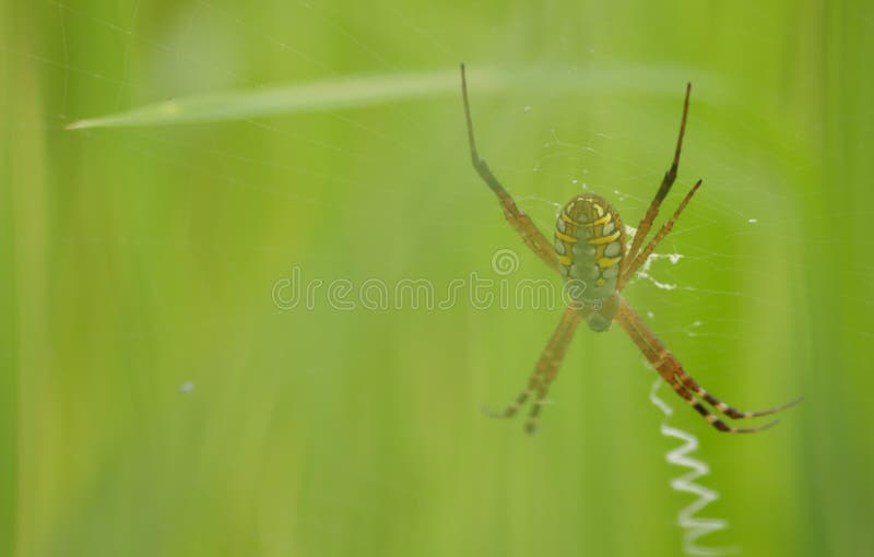 Nido dei ragni dell'erba immagine stock. Immagine di nave - 37857503