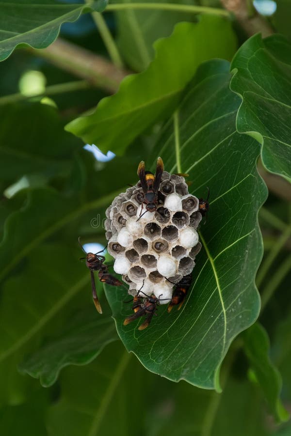 Nido del calabrone fotografia stock. Immagine di esterno - 29065396