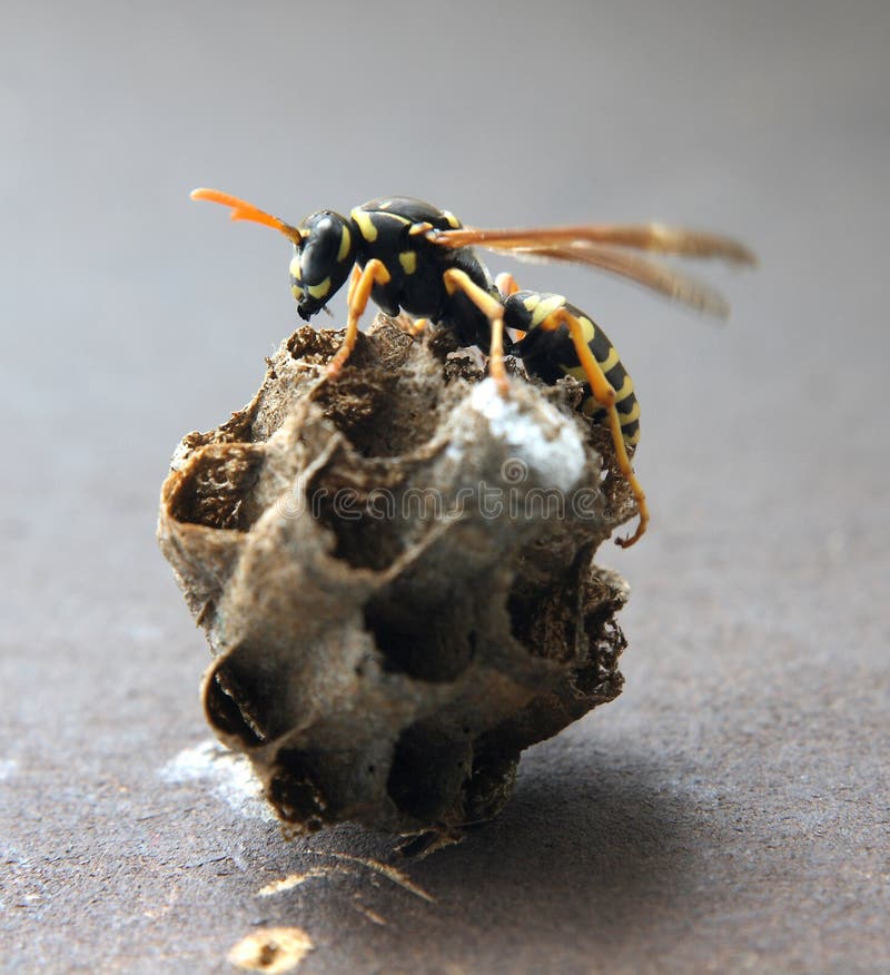 Nido del calabrone fotografia stock. Immagine di volo - 14658070