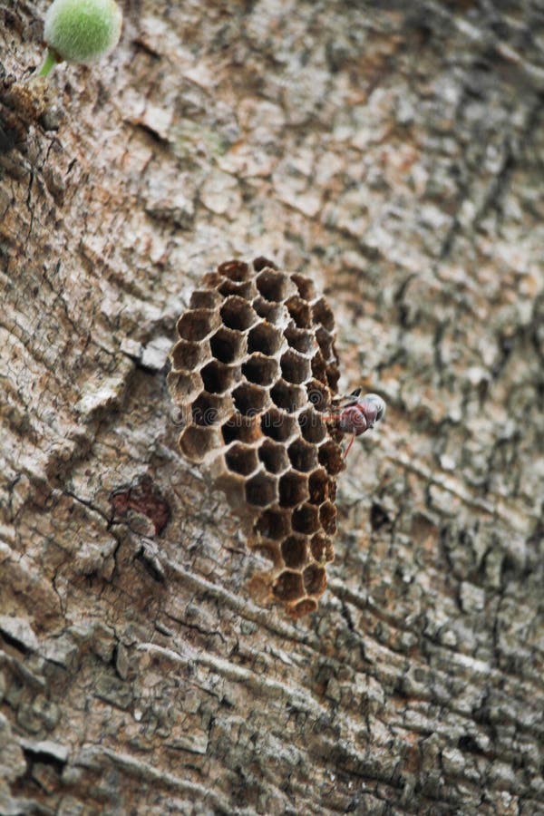 Nido del calabrone fotografia stock. Immagine di insetti - 16268682