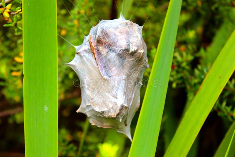 Nido del ragno del bozzolo fotografia stock. Immagine di comune - 69122672